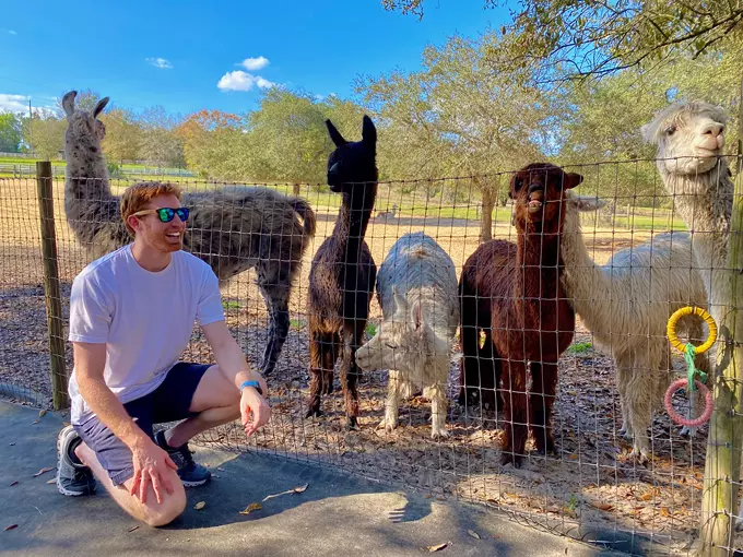 lunasea alpaca farm 1