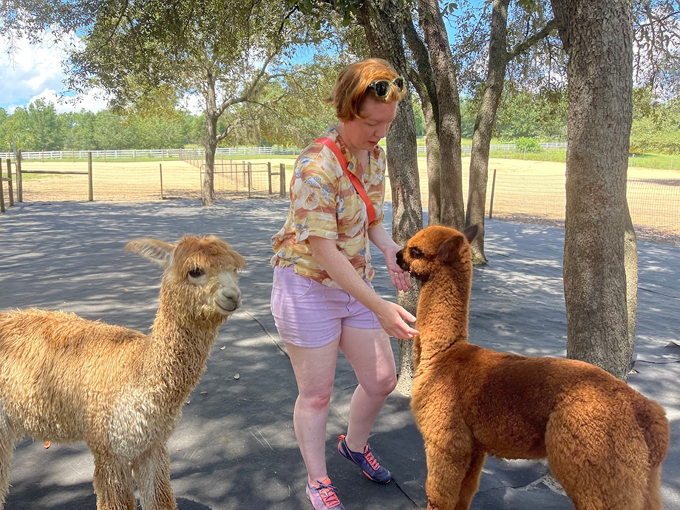 lunasea alpaca farm 4