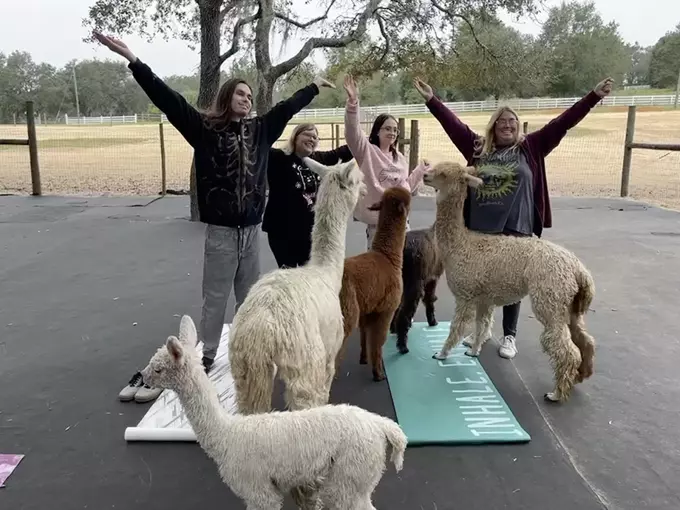 lunasea alpaca farm 7