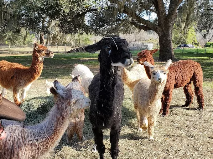 lunasea alpaca farm 8