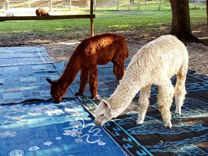 lunasea alpaca farm 9