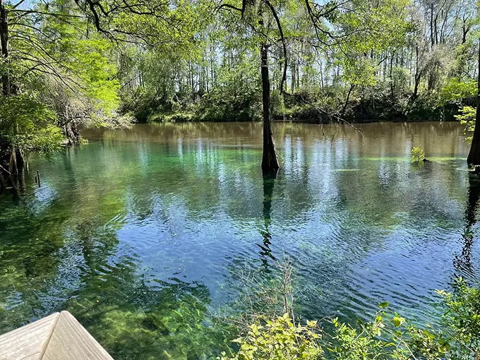 Madison Blue Spring State Park 4