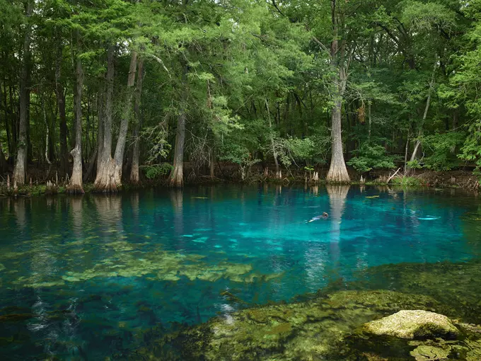 manatee springs 1