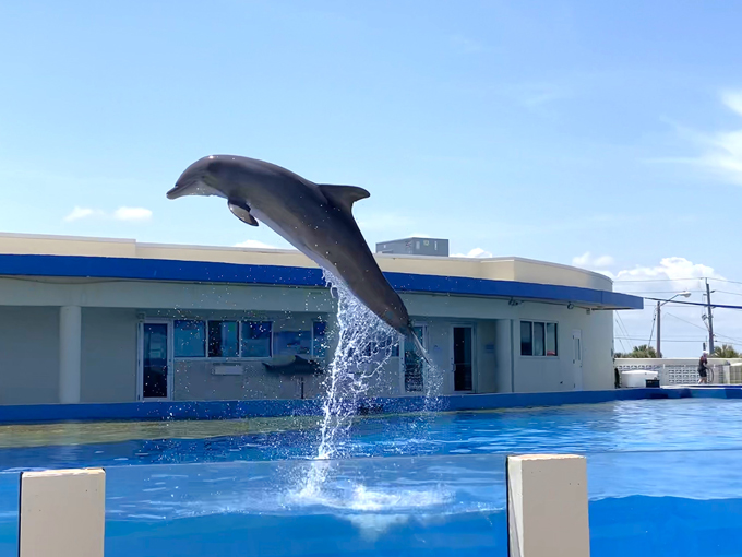 marineland dolphin adventure 1