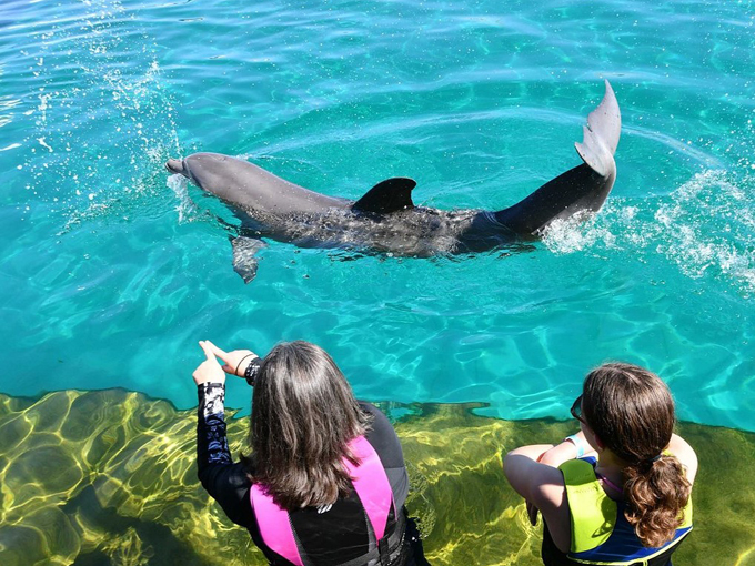 marineland dolphin adventure 2