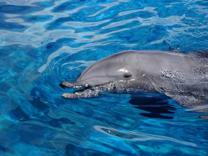marineland dolphin adventure 3