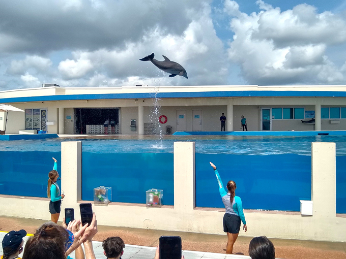marineland dolphin adventure 6