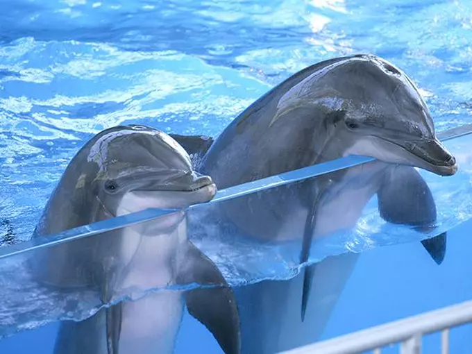 marineland dolphin adventure 7