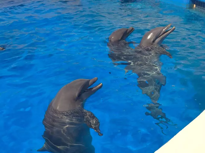 marineland dolphin adventure 8