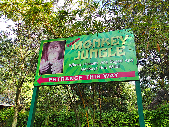 monkey jungle 2