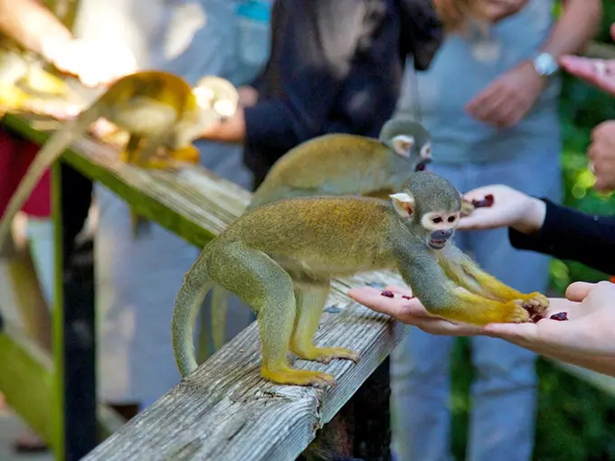 monkey jungle 1