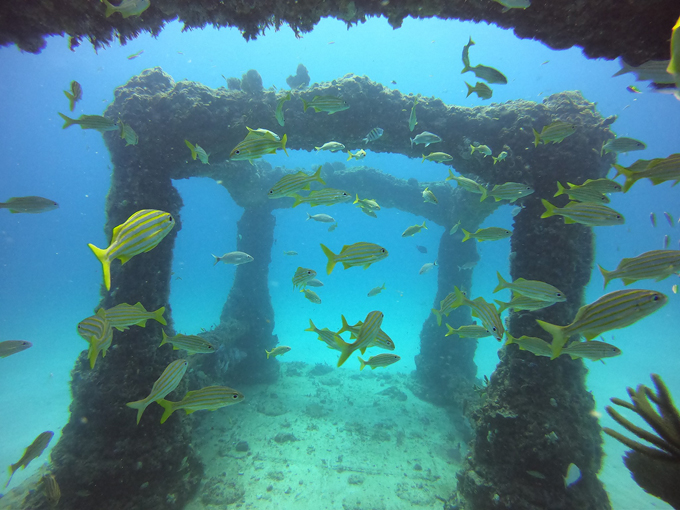 neptune memorial reef 7