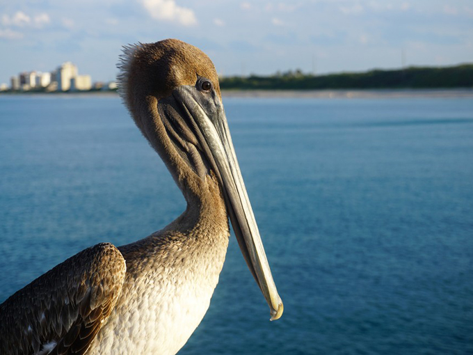 pelican lake 5