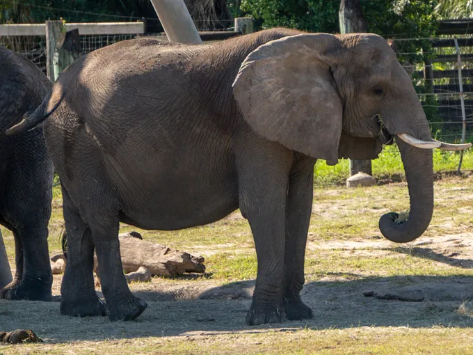 roaring springs at zootampa 8