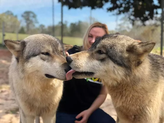 seacrest wolf preserve 1