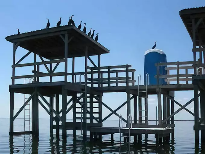 shark point chickee 8