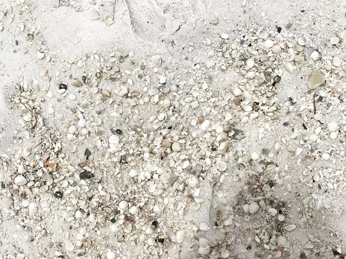 shell island 6