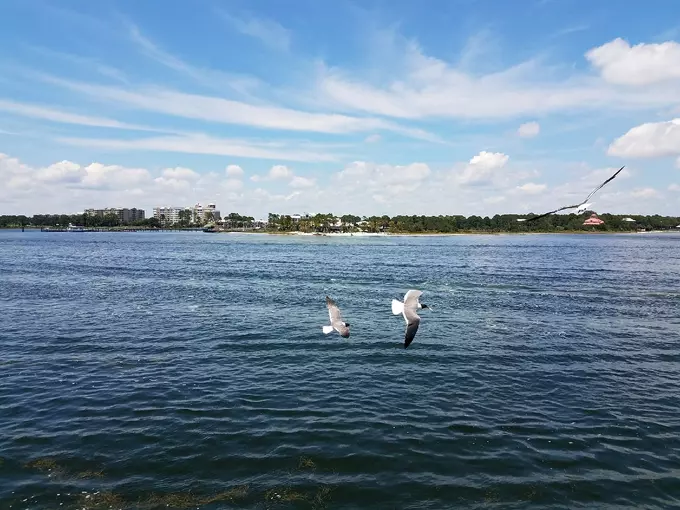 shell island 7