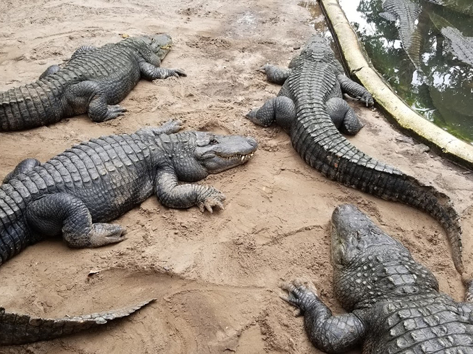 st. augustine alligator farm zoological park 6