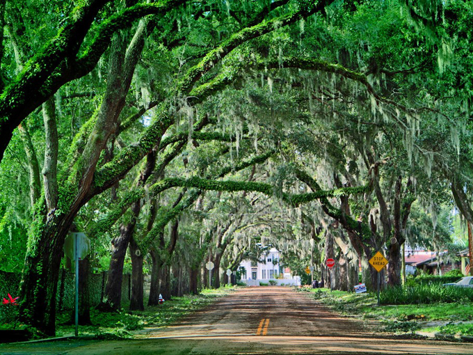 St. Augustine Oak Canopy 1