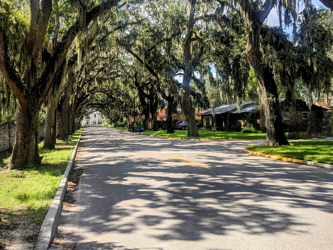 St. Augustine Oak Canopy 3