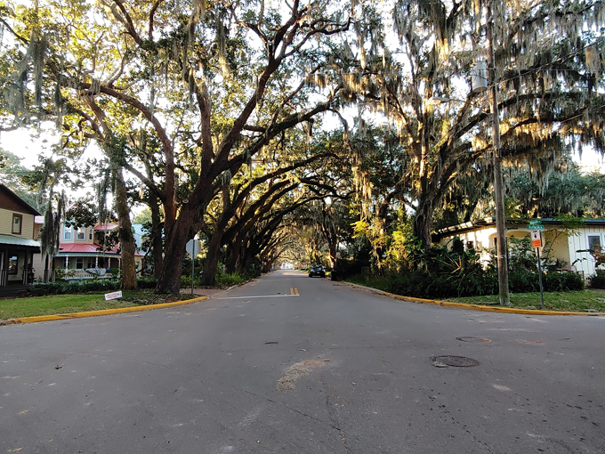 St. Augustine Oak Canopy 4