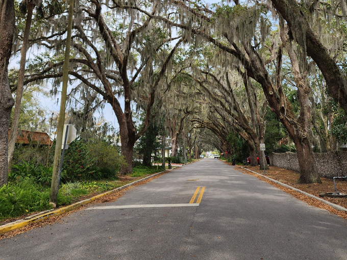 St. Augustine Oak Canopy 5