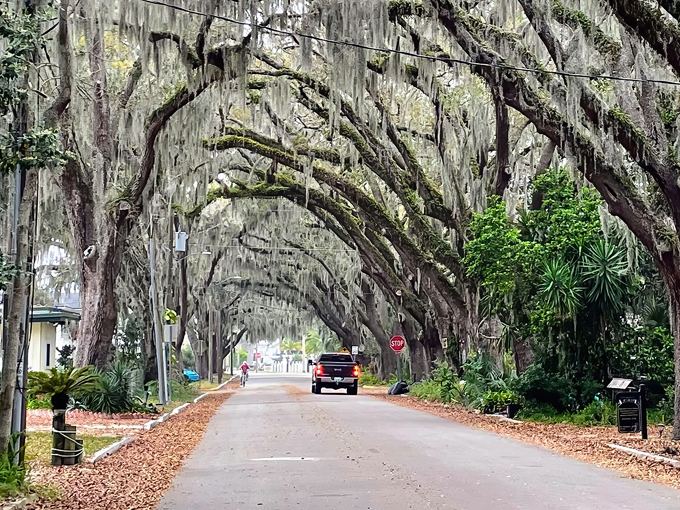 St. Augustine Oak Canopy 6