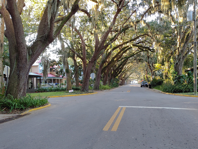 St. Augustine Oak Canopy 7