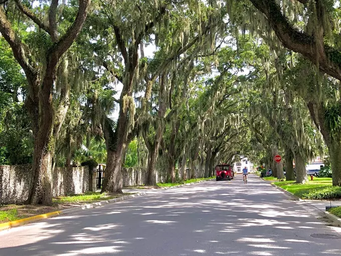 St. Augustine Oak Canopy 8