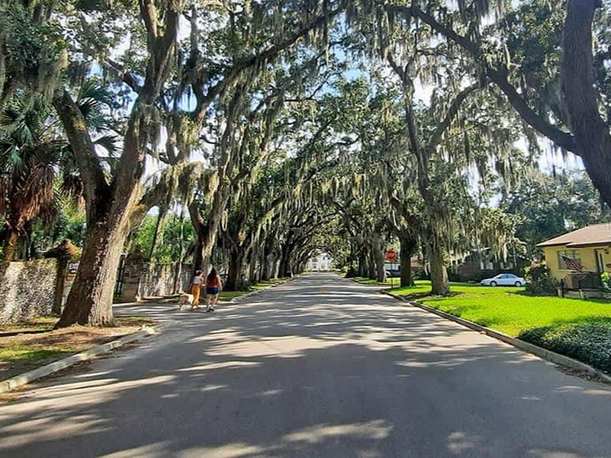 St. Augustine Oak Canopy 9