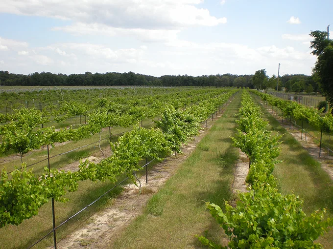 Strong Tower Vineyard & Winery 1