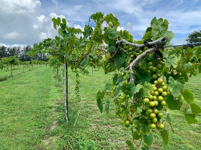 summer crush vineyard winery 4