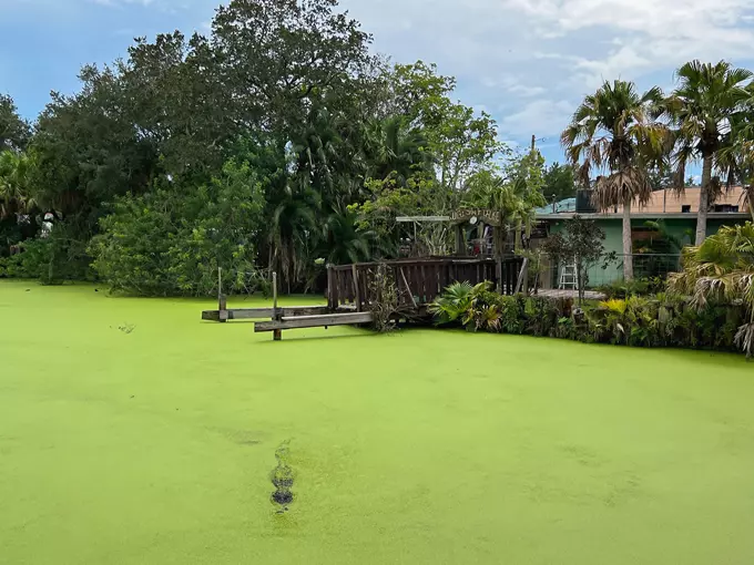 swampy 7