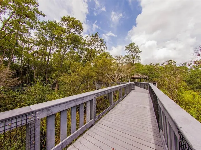 tall cypress natural area 1