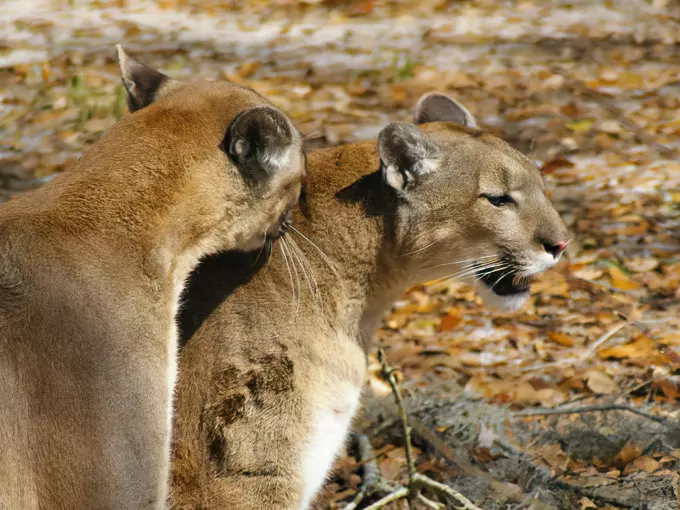 Tallahassee Museum 5