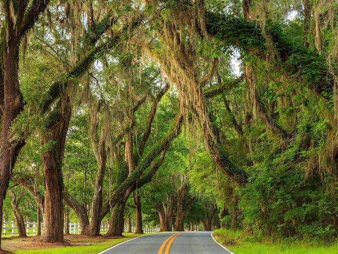 The Canopy Roads of Tallahassee (Tallahassee)