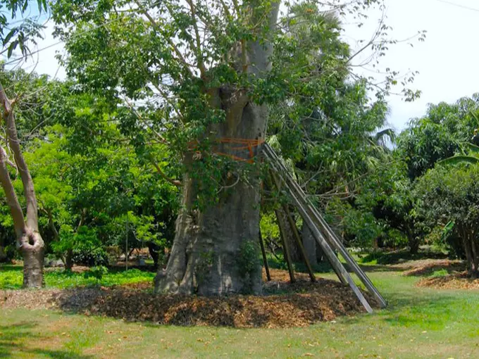 the kampong 7