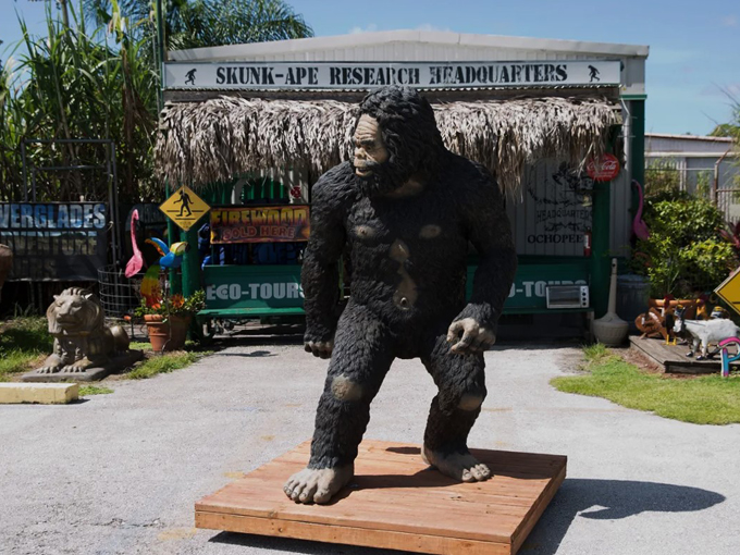 the skunk ape headquarters ochopee