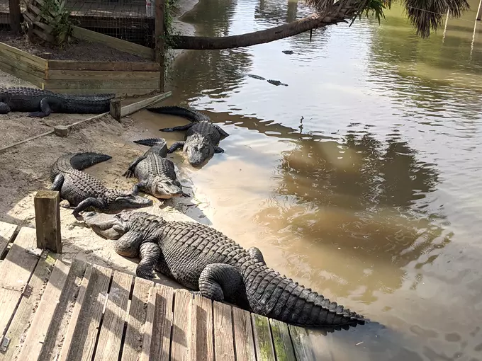 wild florida airboats gator park 3