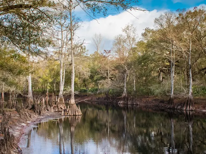 withlacoochee state forest 1