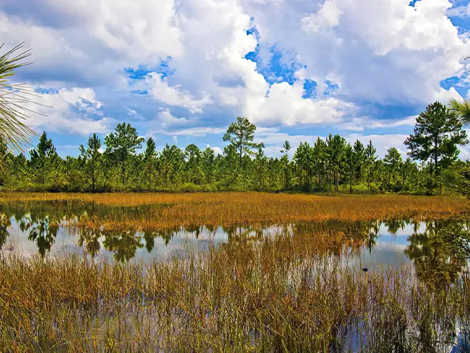 yellow river marsh preserve state park