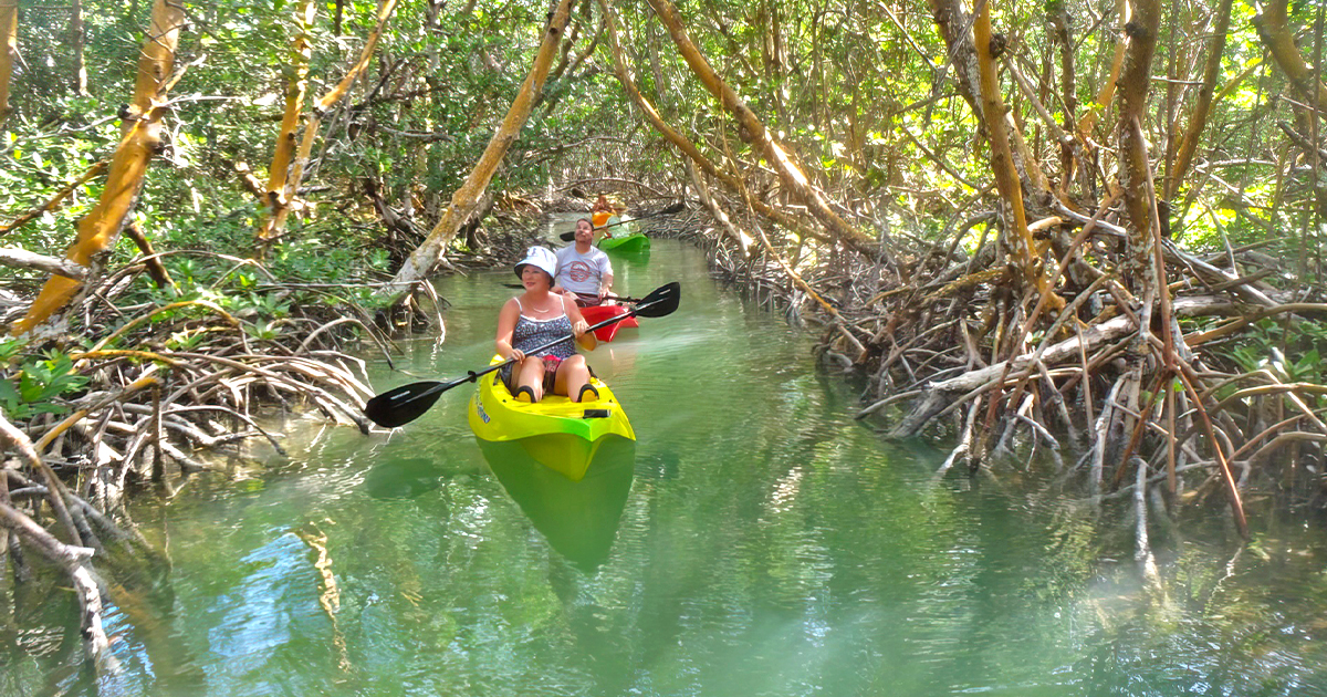 beach mangrove tunnels florida ftr