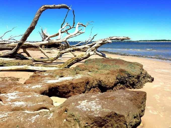 big talbot island boneyard beach 2