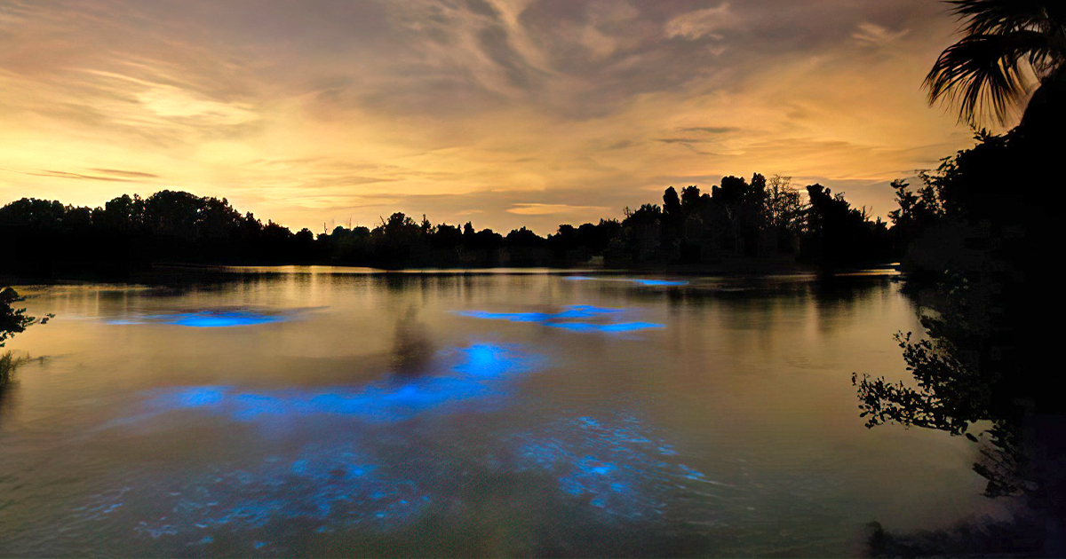 bioluminescent night waters ftr