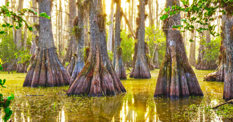cypress swamps florida ftr