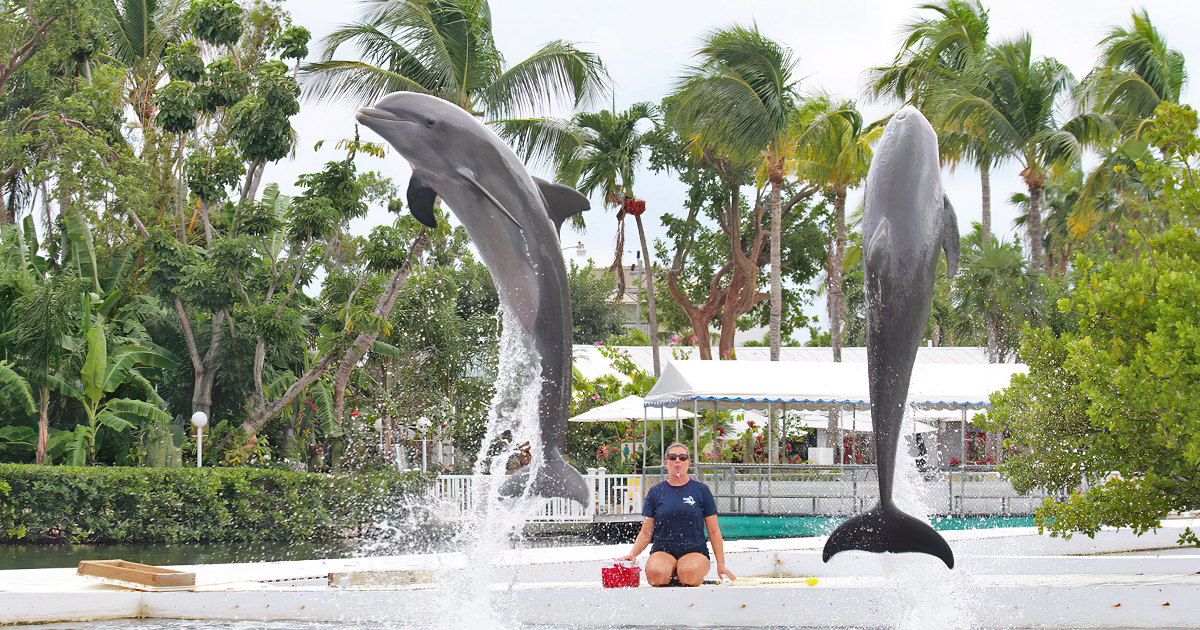 dolphin theme park florida ftr