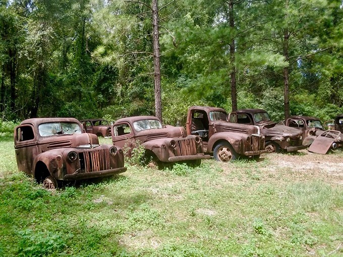 harveys ford truck collection 8