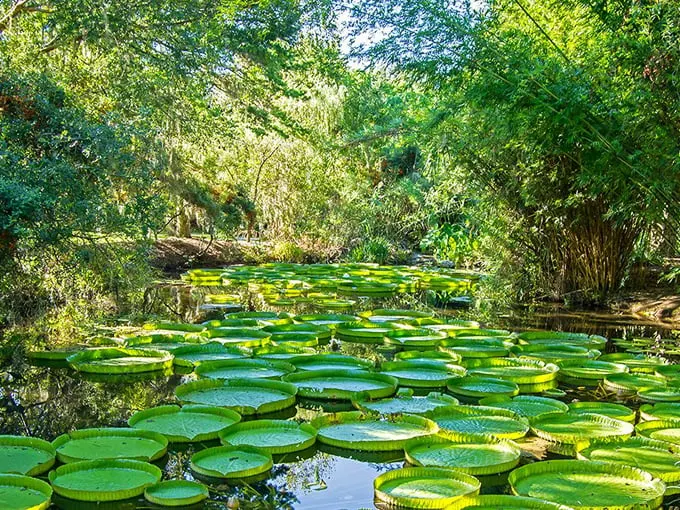 kanapaha botanical gardens 5