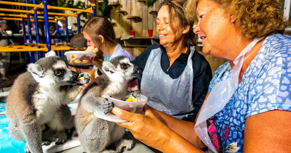 lemur animal sanctuary florida ftr